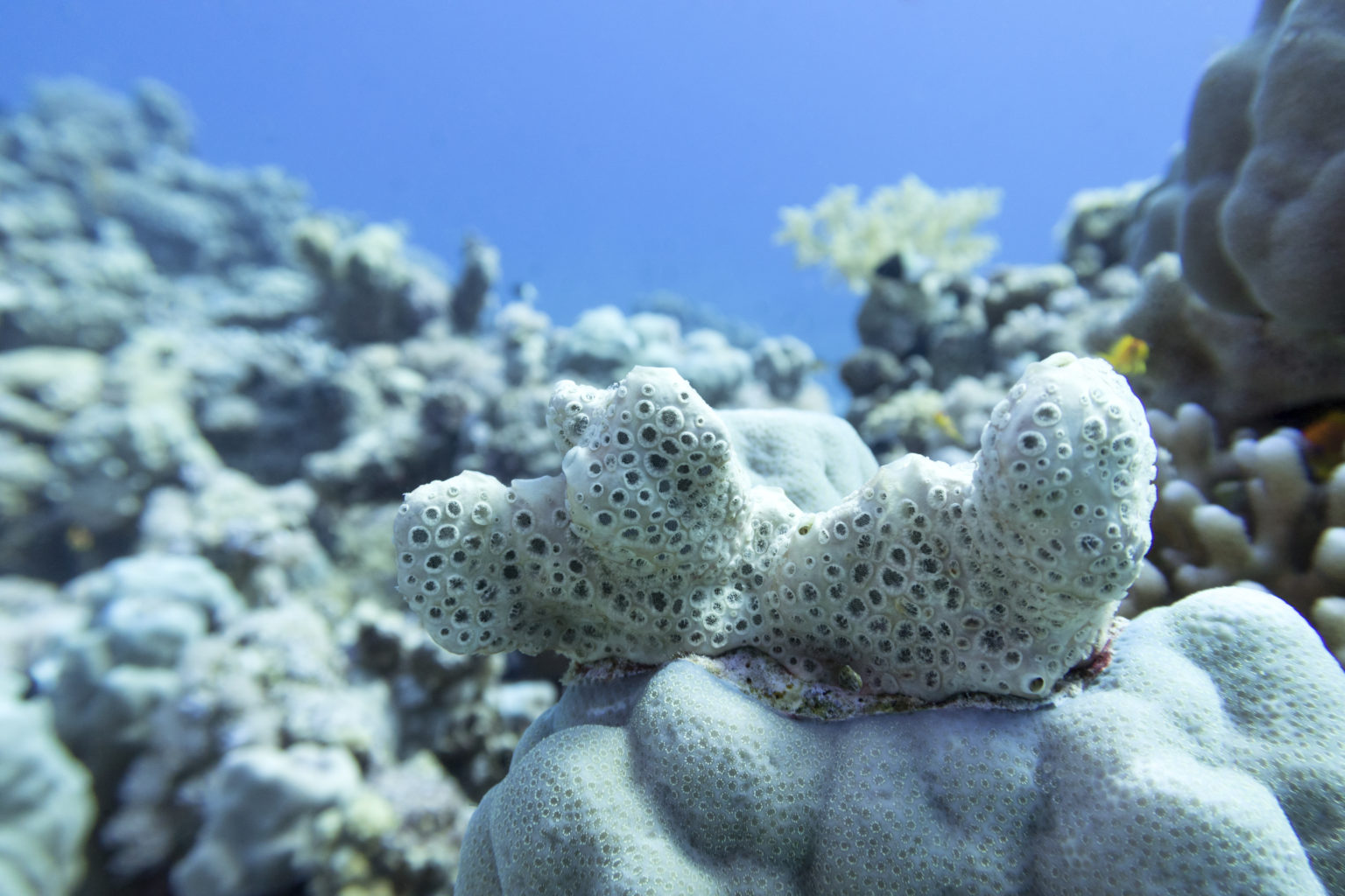 MORPH-Reef project (2020-2023) - Biomimicry and 4D printing to develop ...